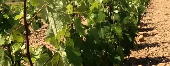 March : hydric stress on vines - Frayssinet