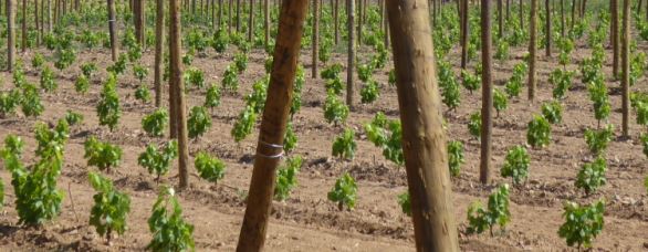 Safer and ever more natural growth - Frayssinet