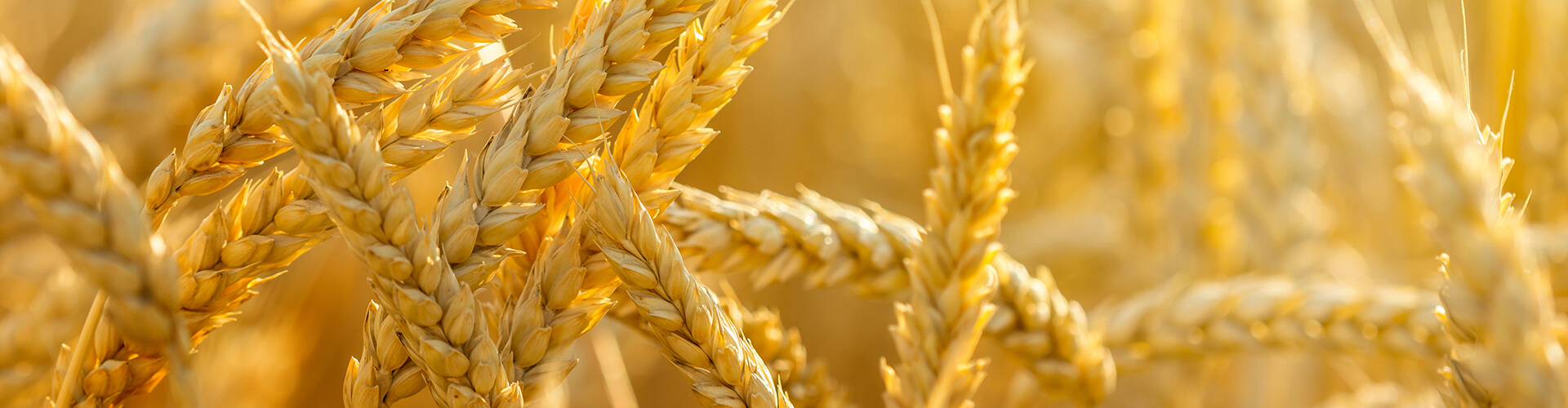 Autres cultures : qualité et rendements - Frayssinet