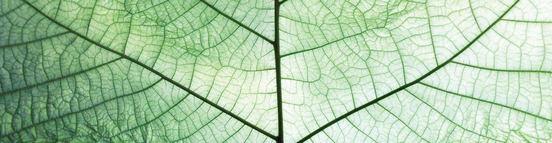 Comprender la bioestimulación - Frayssinet