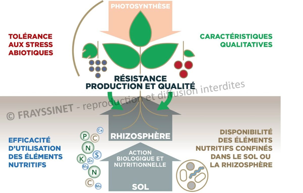 Comprendre la biostimulation - Frayssinet